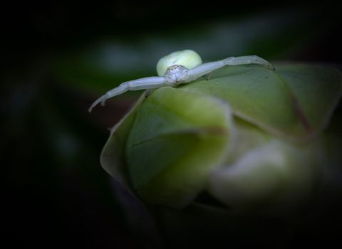 Flower crab spider The Wildlife Trusts